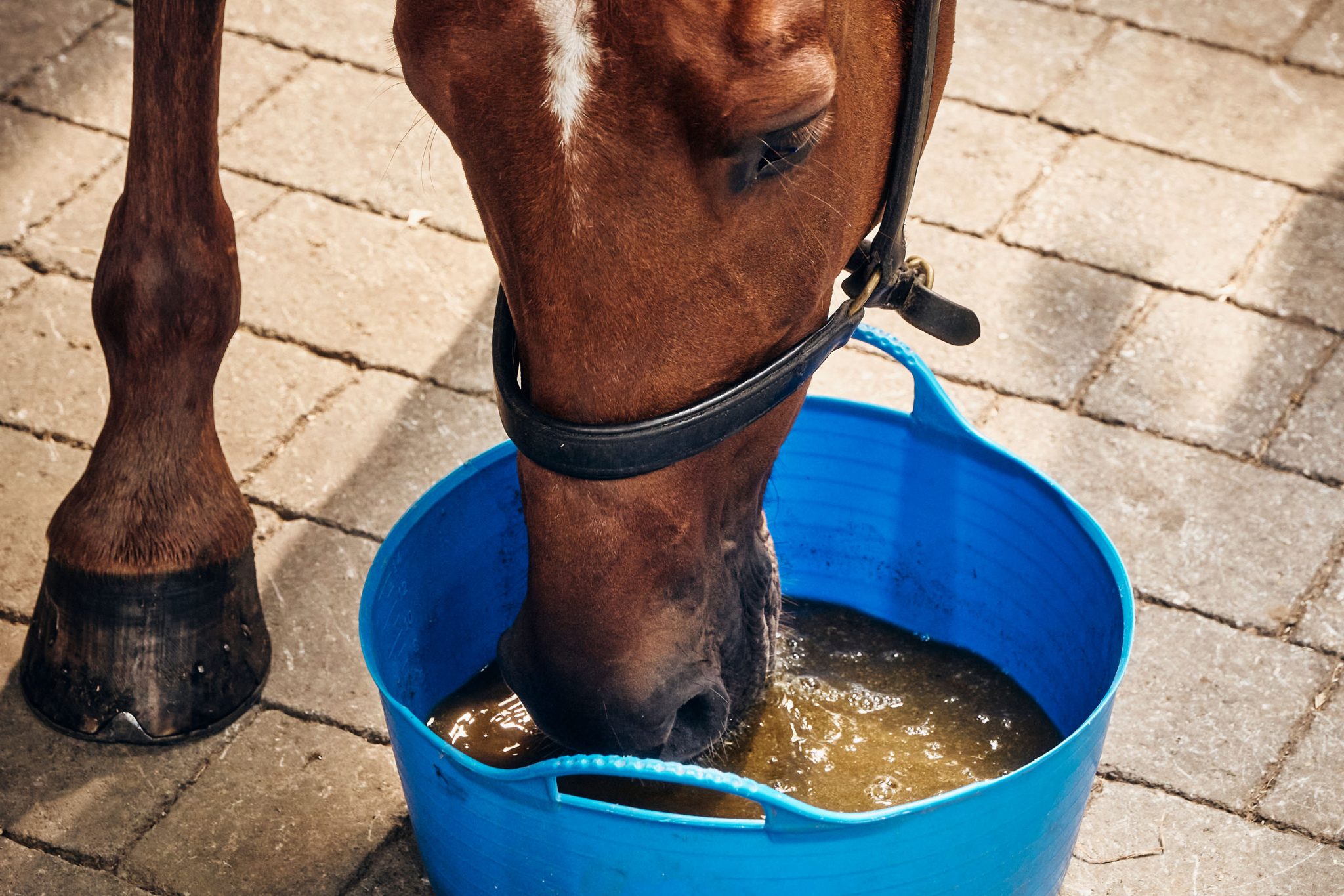 The Signs of Dehydration - British Horse Feeds