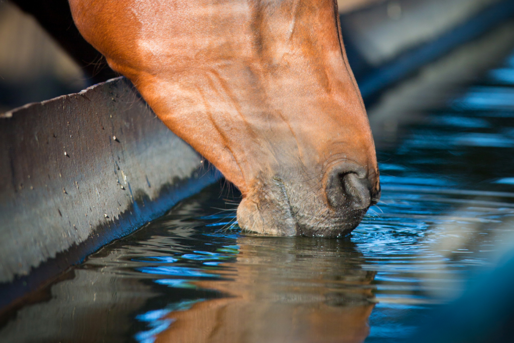 The Importance of Water to the Horse - British Horse Feeds