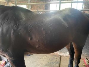Equine Lumps, Bumps and Rashes: Exploring Skin Infections, Allergies ...