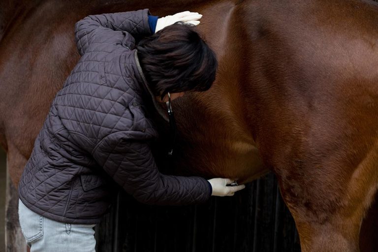 An Introduction to Gastric Ulcers in Horses: Understanding Causes ...