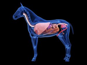 BHF Nutrition - Weight management in good doers and overweight horses ...